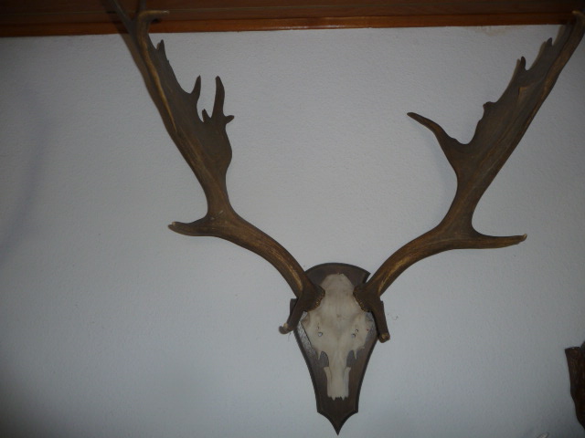 Hirsch Geweih - eGun